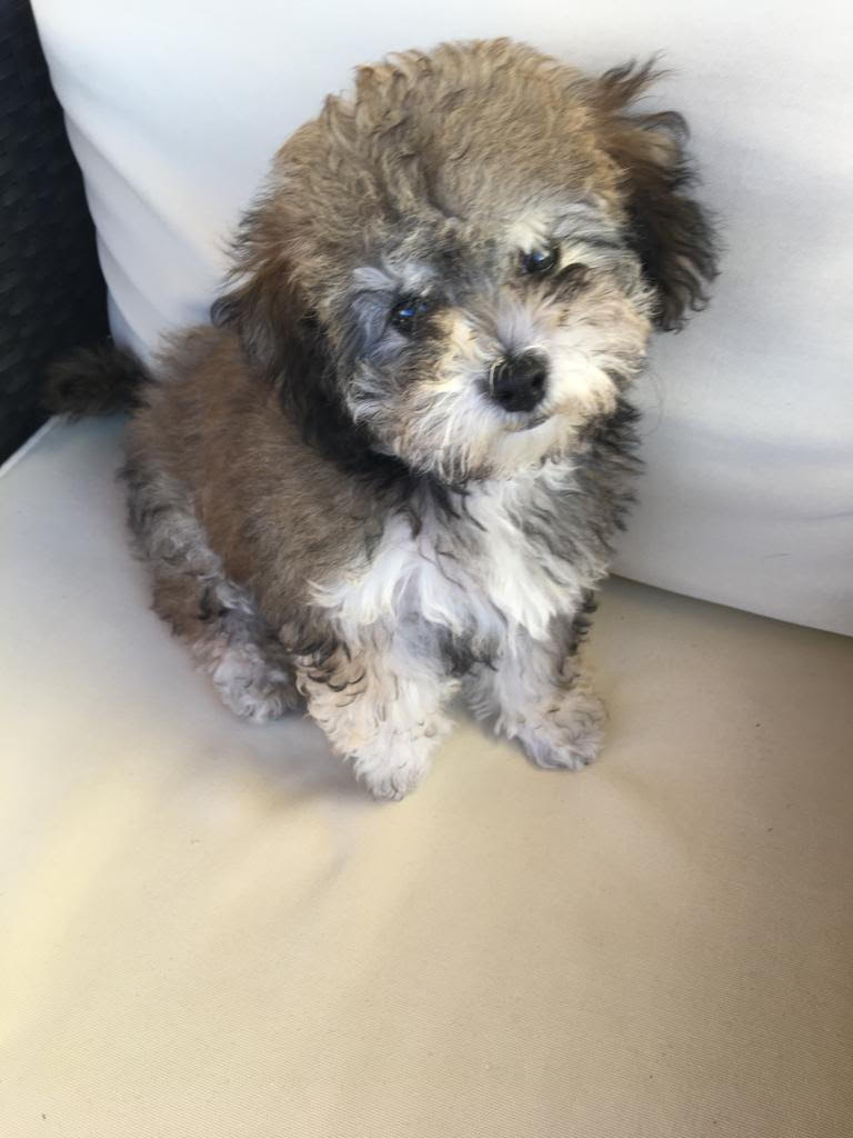 Bichon Bolonka disponibles